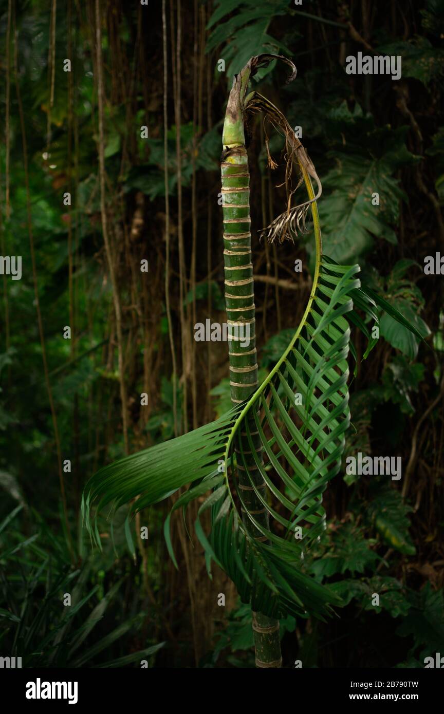 Palm leaf falling from a tree Stock Photo - Alamy