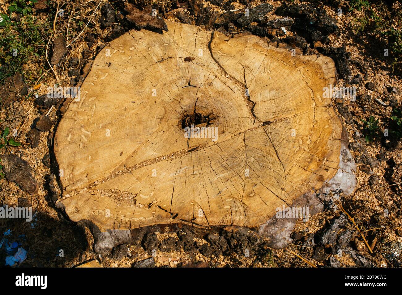 Old Weathered cracked tree stump texture background with the cross section Stock Photo - Alamy