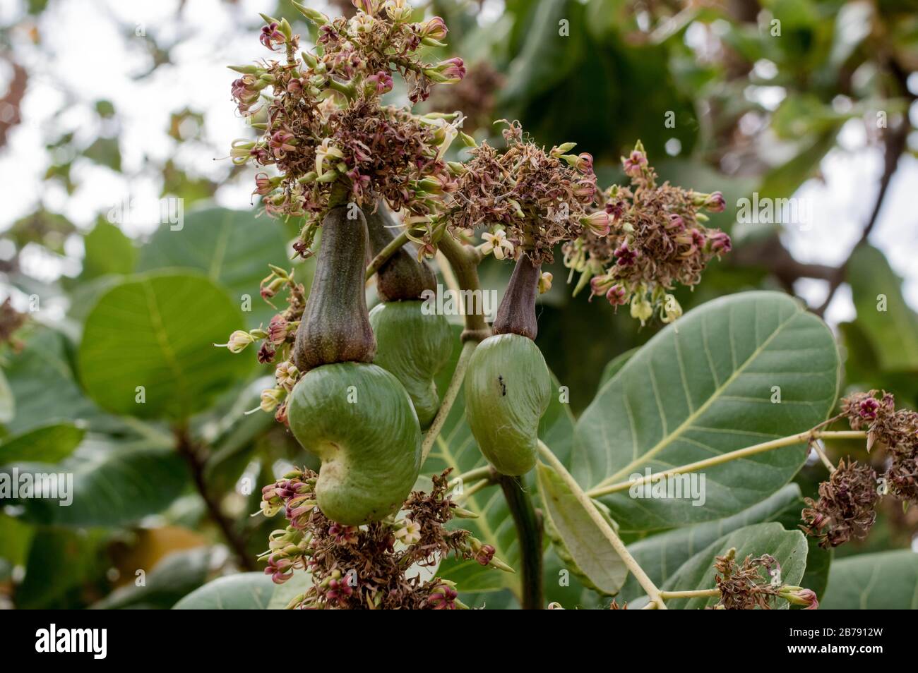Cashew tree in an orchard of Burkina Faso Stock Photo - Alamy