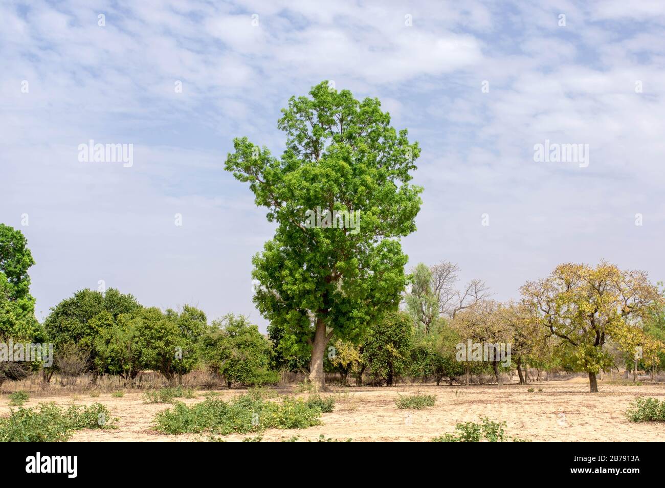 Khaya senegalensis tree hi-res stock photography and images - Alamy