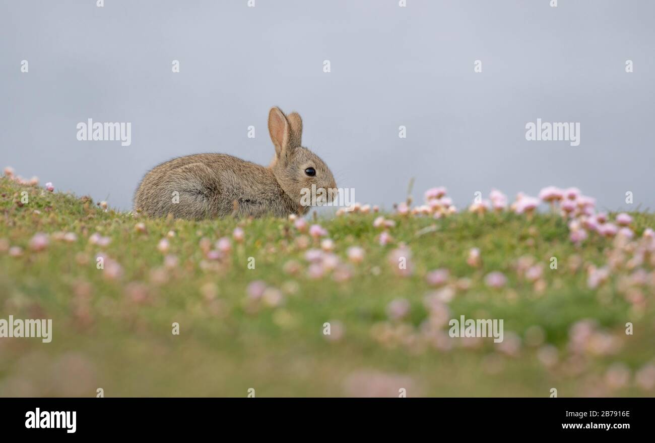 Rabbit islands scotland hi-res stock photography and images - Alamy