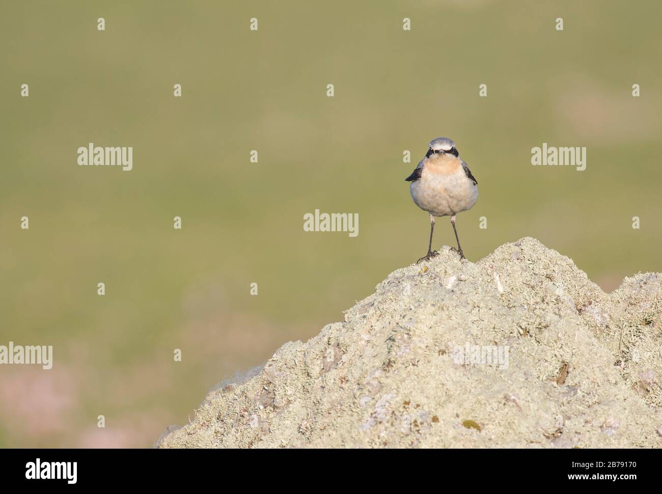 Wheatear northern hi-res stock photography and images - Alamy