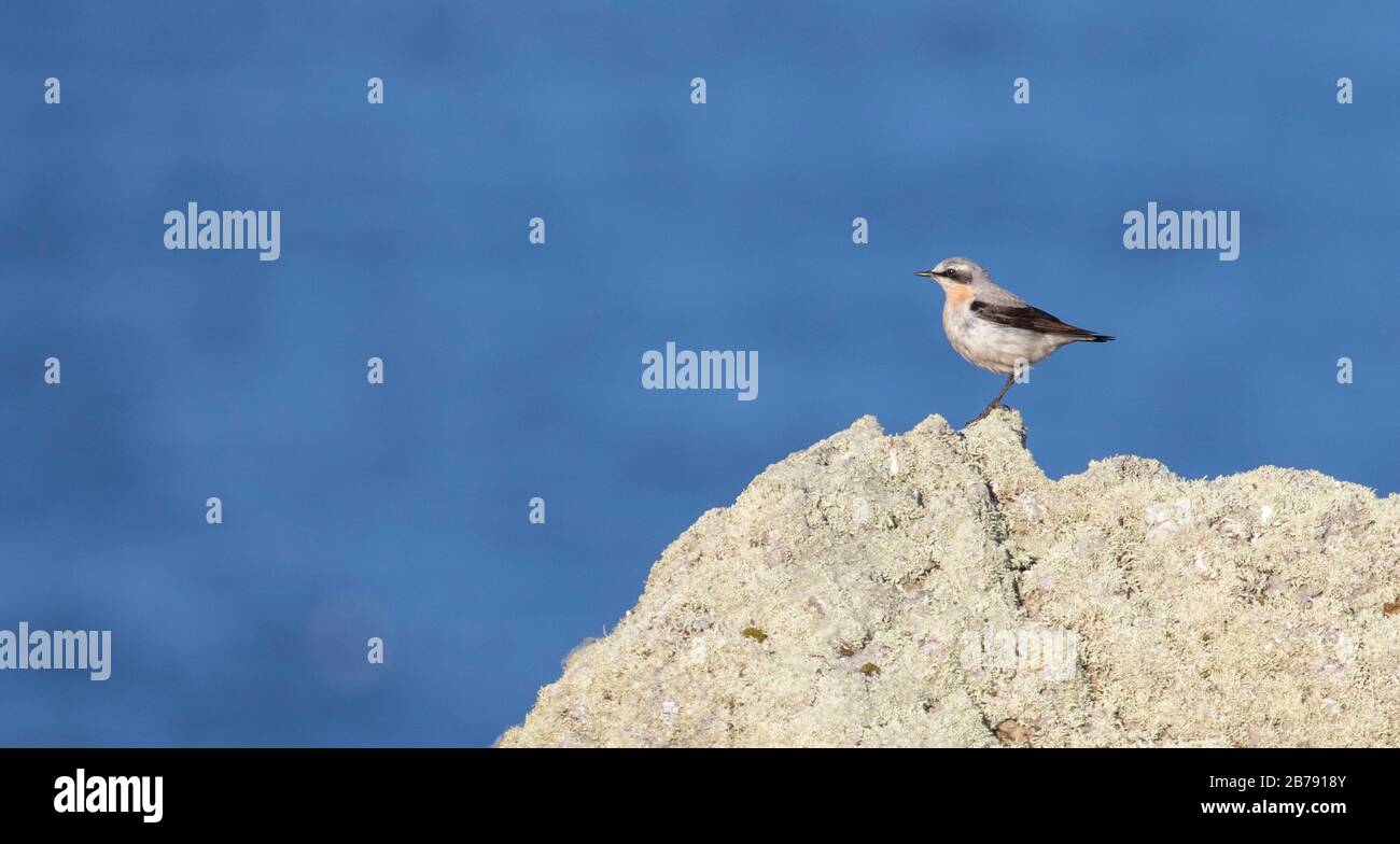 Northern wheatear on a rock looking out to sea , Fair Isle, Shetland ...