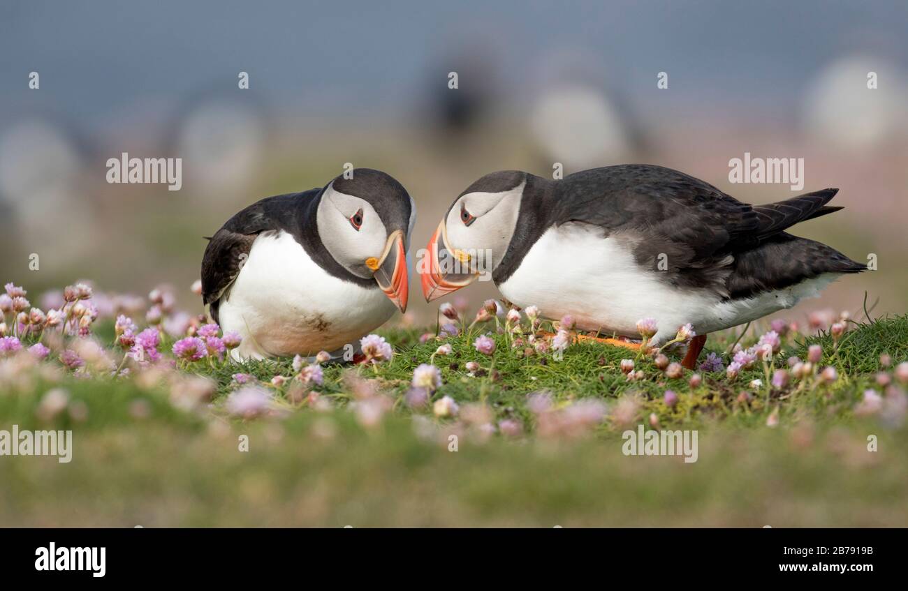 Two Atlantic puffins among flowers, Fair Isle, Shetland, Scotland, UK ...
