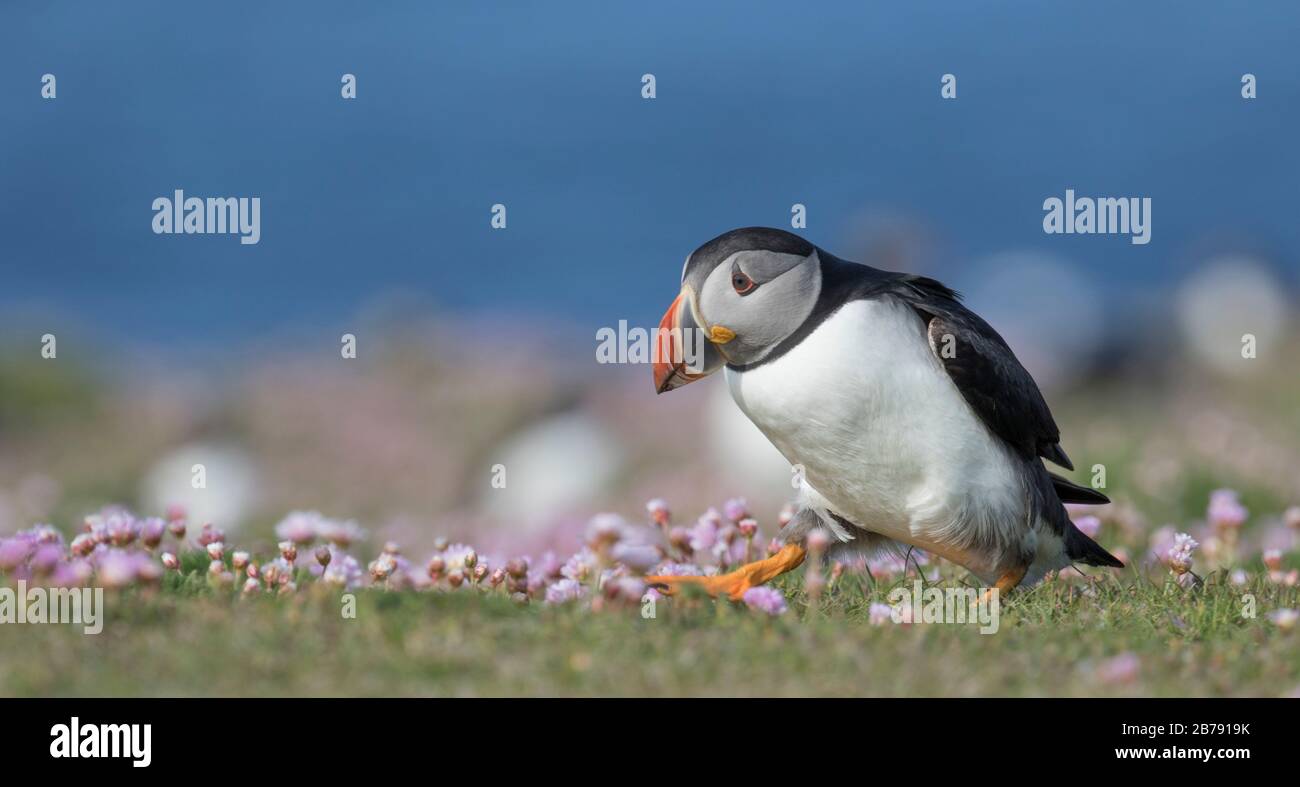 Puffin funny hi-res stock photography and images - Alamy