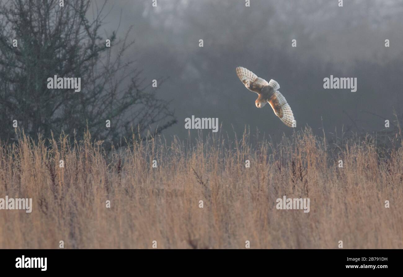 Barn owl diving in York, England, UK Stock Photo - Alamy