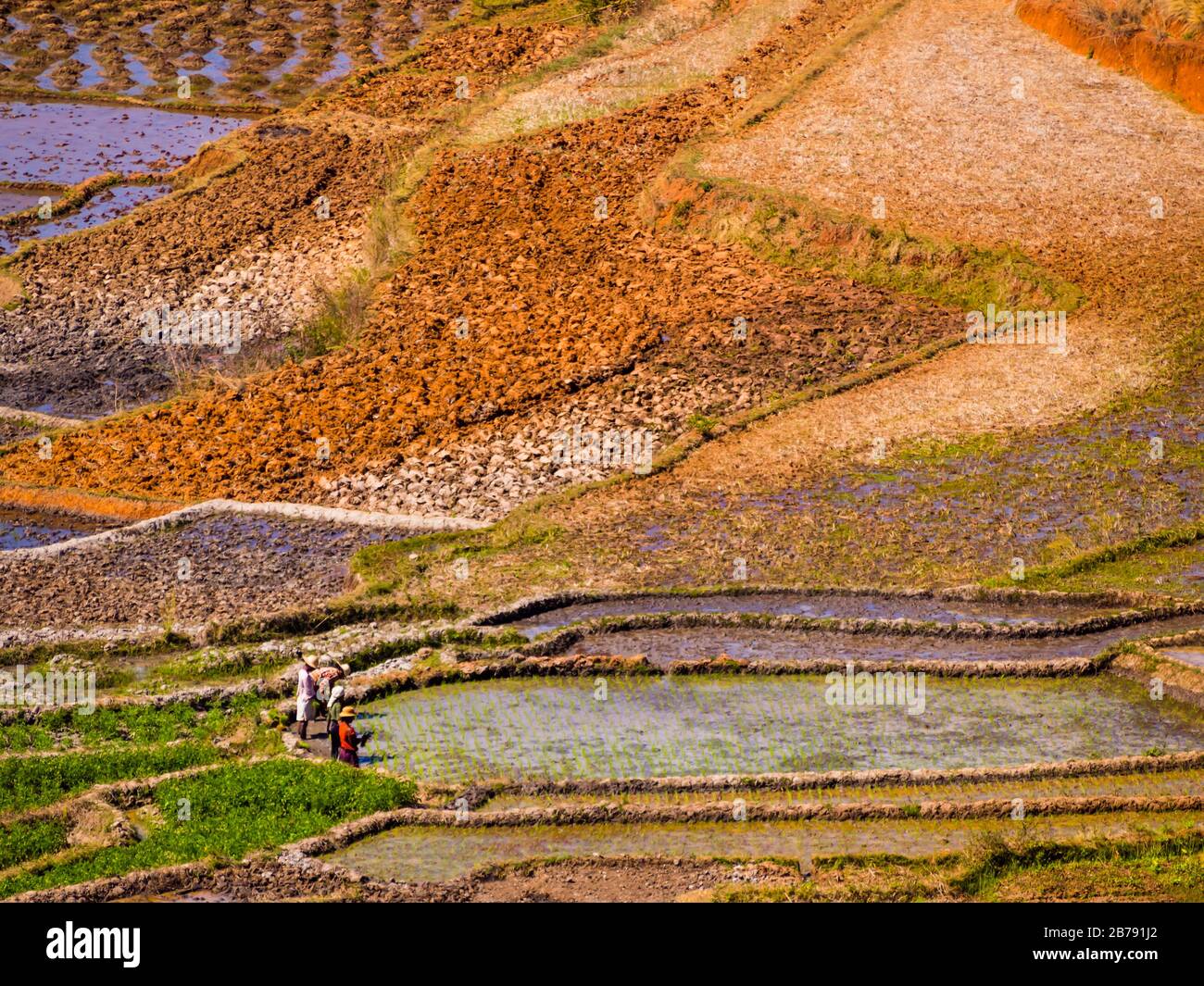 Multicolored rice paddy fields in the highlands of Madagascar Stock ...