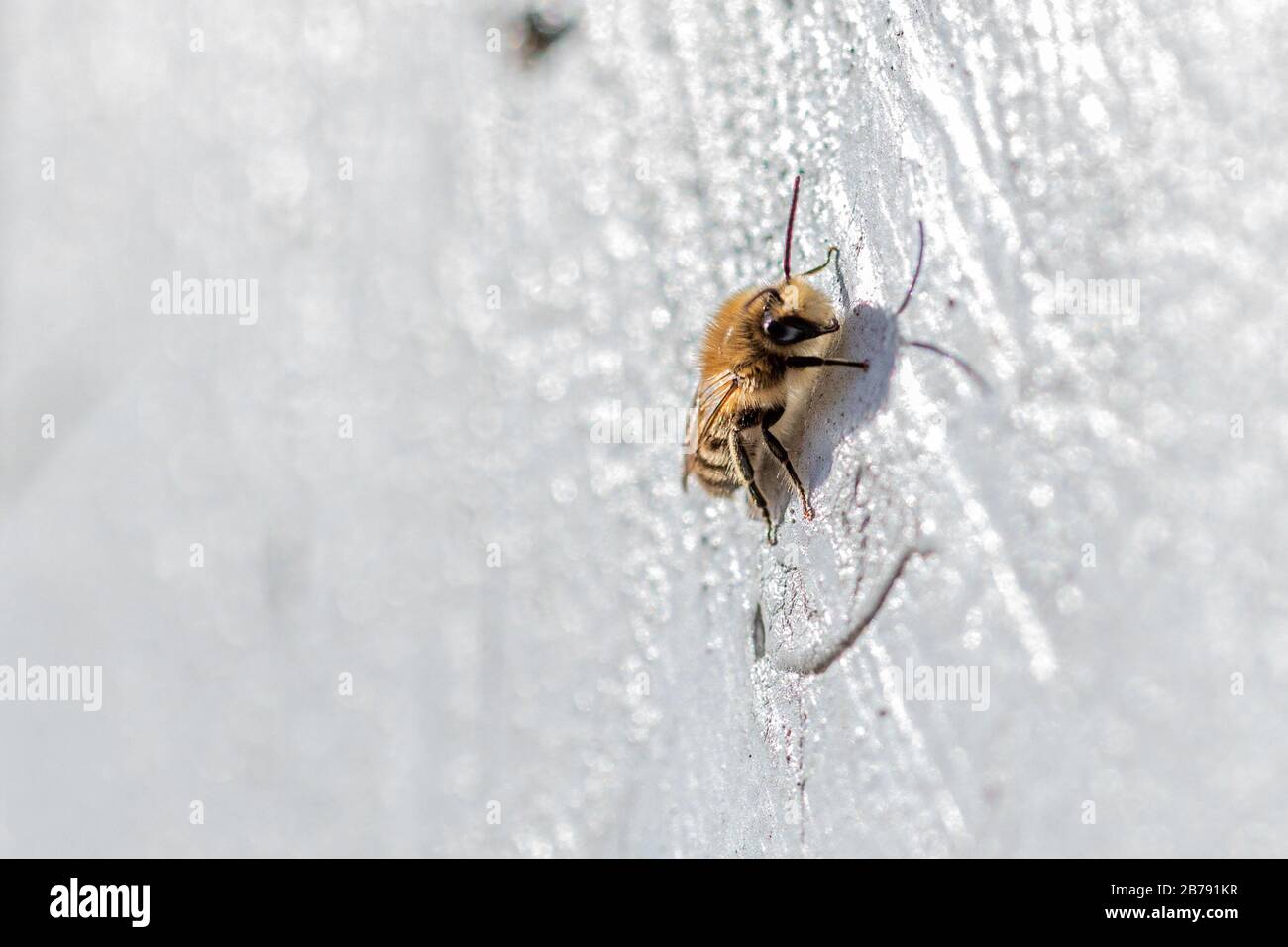 a honey bee warms itself in the spring sun on a white wall Stock Photo ...