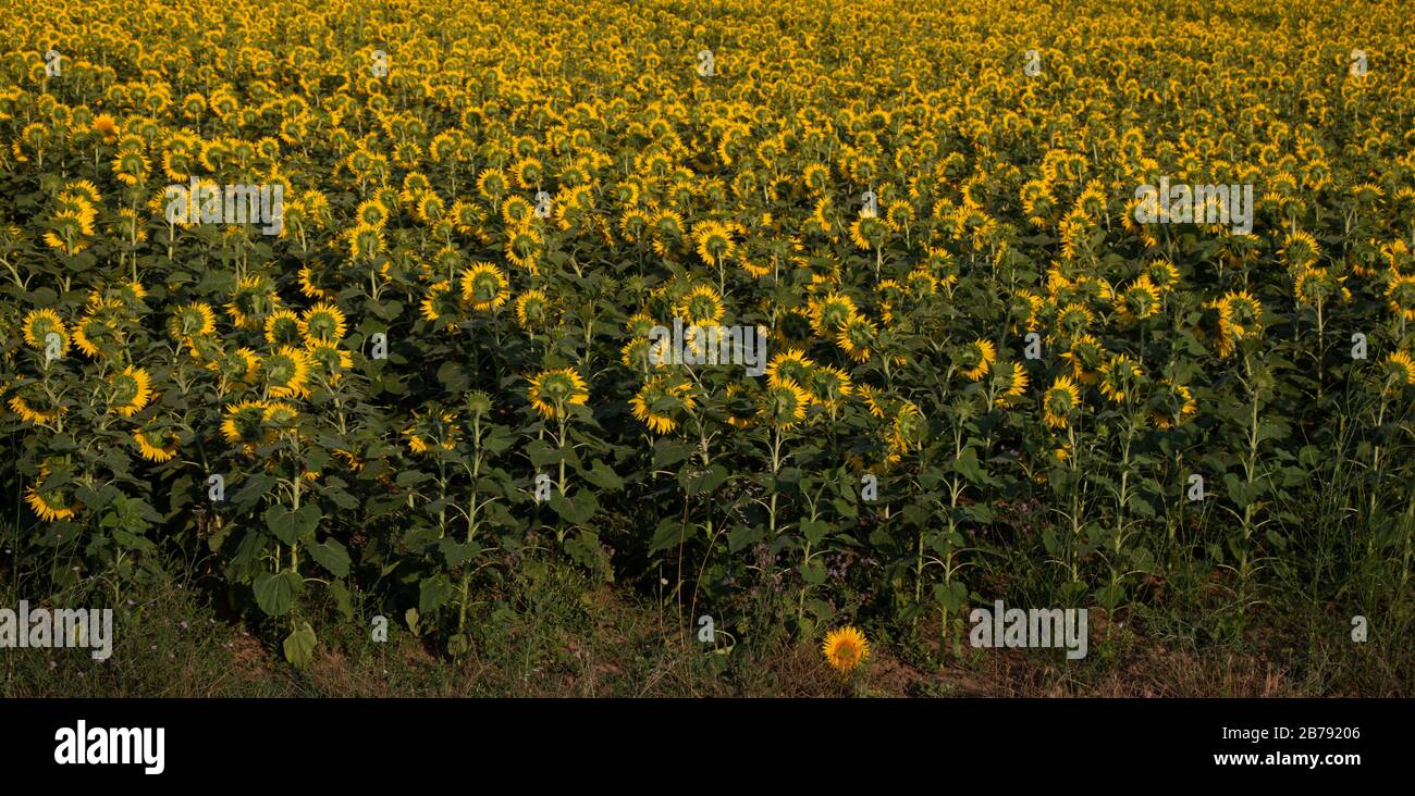 Sunflower field landscape , field of blooming sunflowers as natural ...
