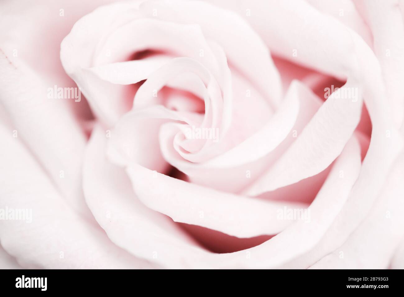 Tender rose flower in nature, floral art and botanical garden as ...