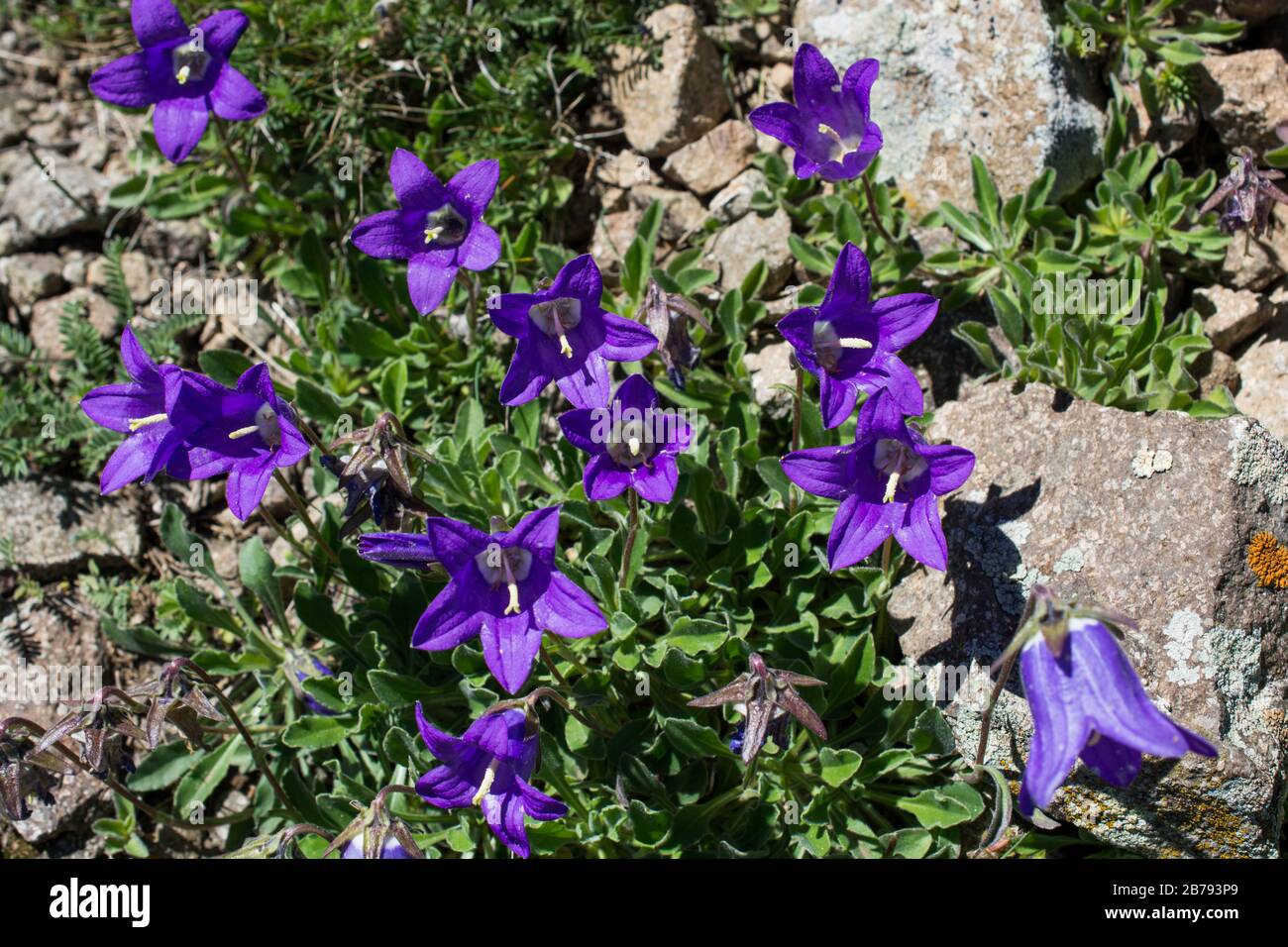 Beautiful fresh flowers in nature background Stock Photo - Alamy
