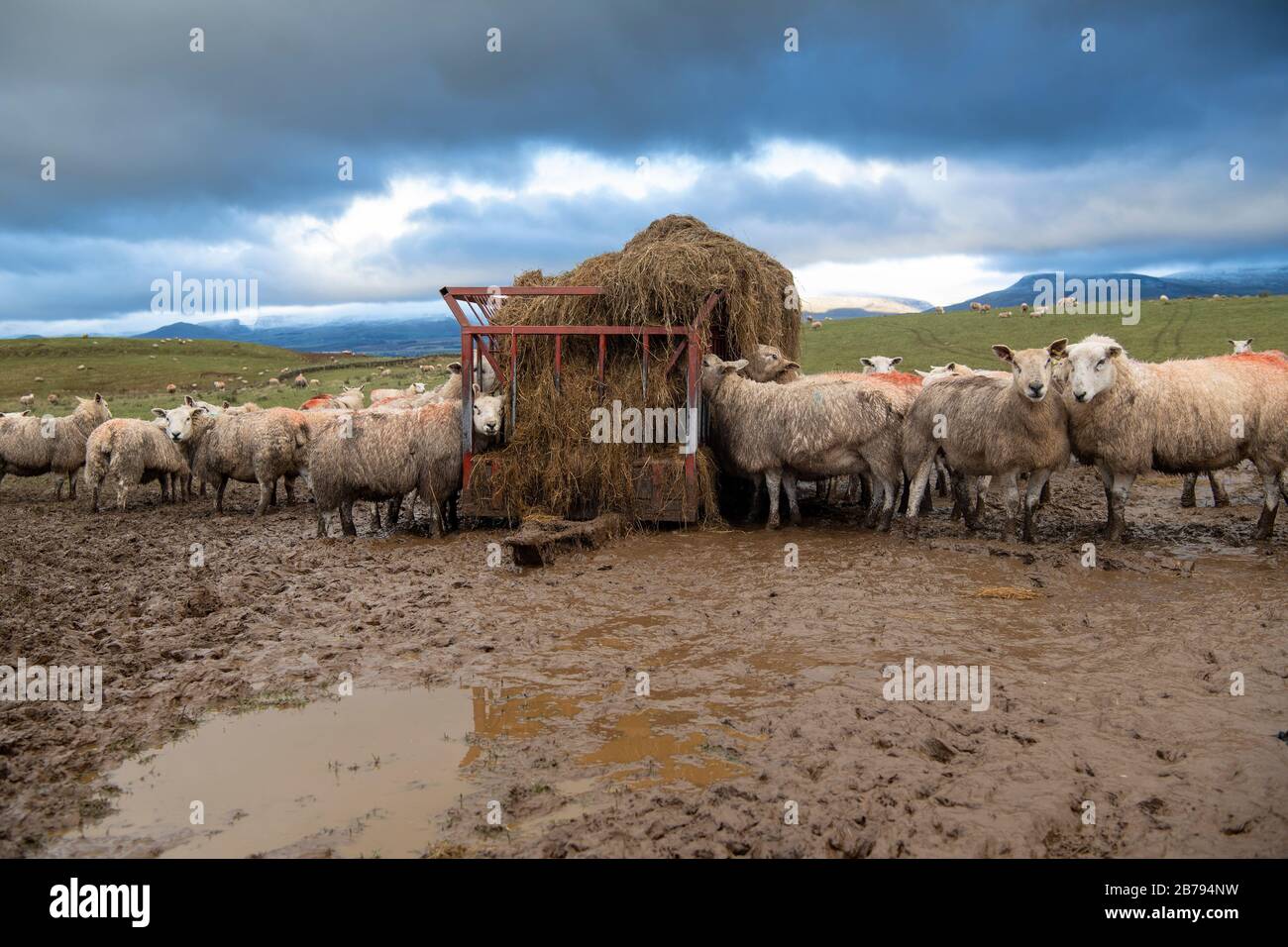 Sheep muddy field hi-res stock photography and images - Alamy