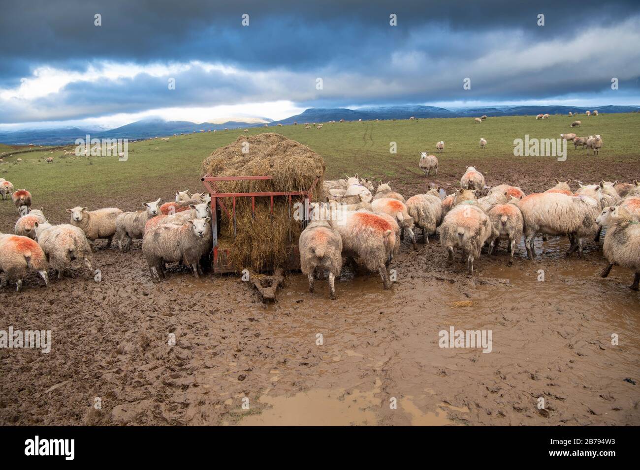 Sheep muddy field hi-res stock photography and images - Alamy