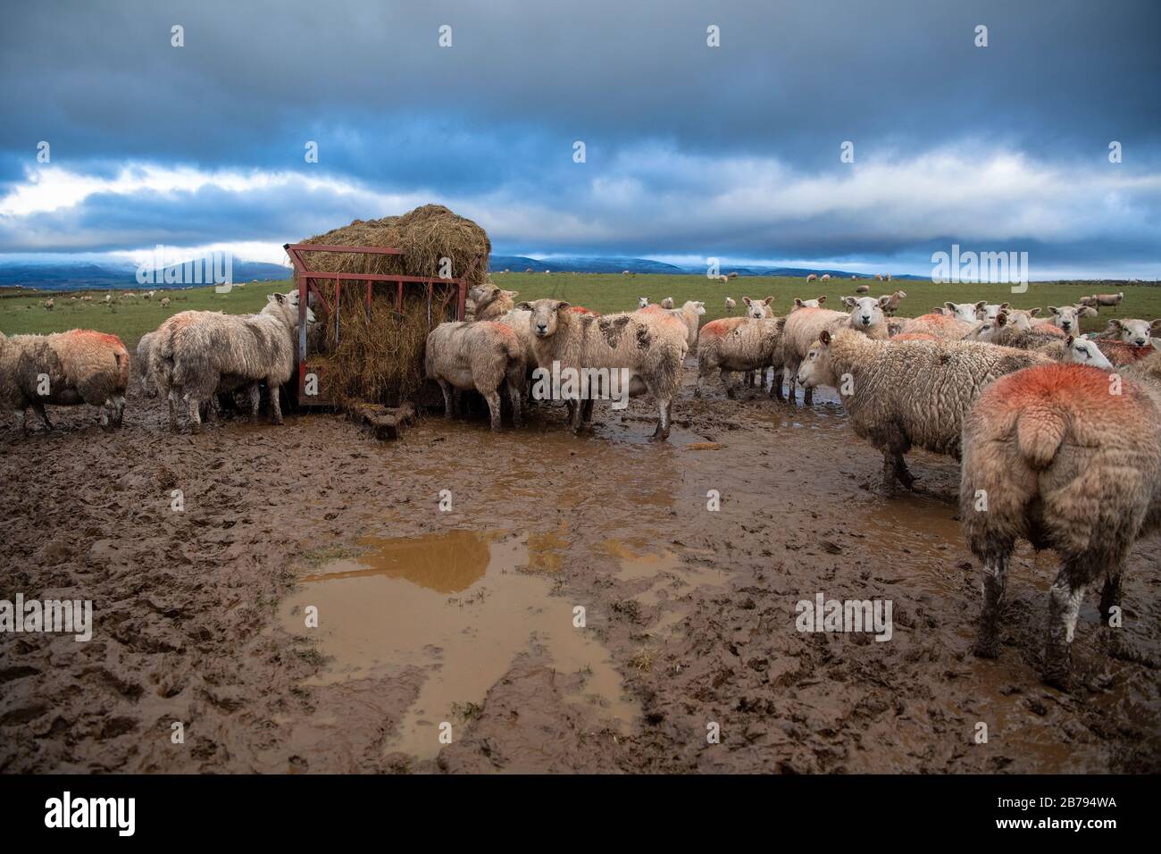 Sheep muddy field hi-res stock photography and images - Alamy