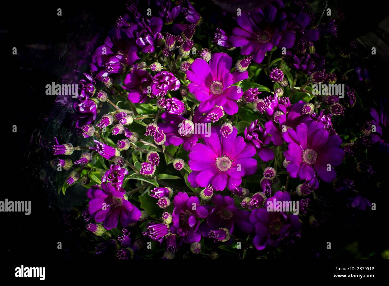 Blooming beautiful colorful fresh natural flowers in view Stock Photo ...