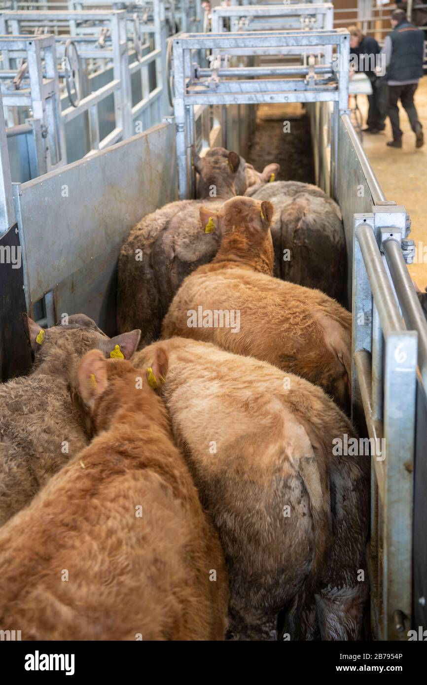 Cattle sorting hi-res stock photography and images - Alamy
