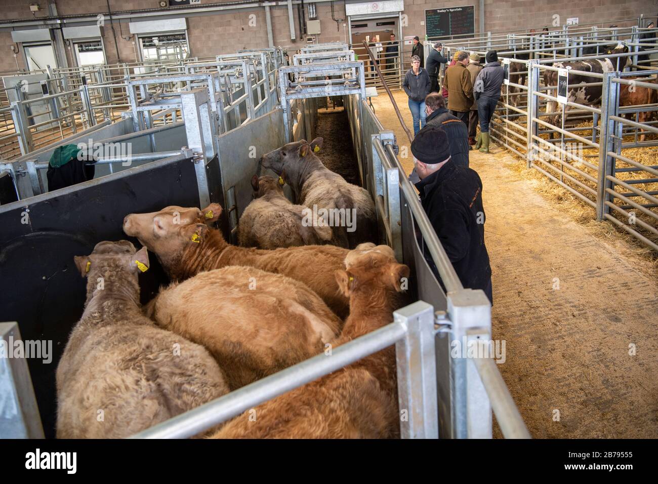 Beef cattle going into a sorting race at an auction market, Cumbria, UK ...