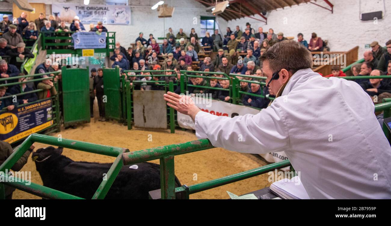 Farmers bidding cattle auction cattle hi-res stock photography and ...