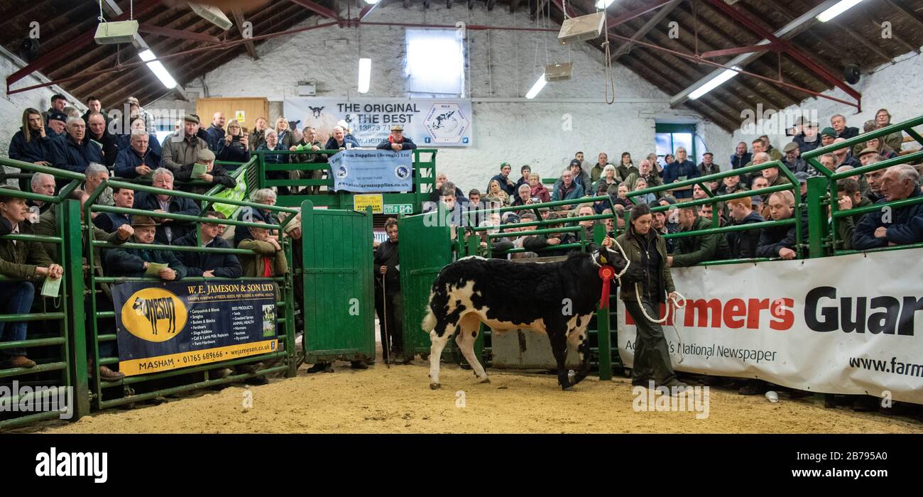Farmers bidding cattle auction cattle hi-res stock photography and ...