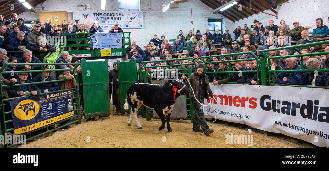 Farmers bidding cattle auction cattle hi-res stock photography and ...