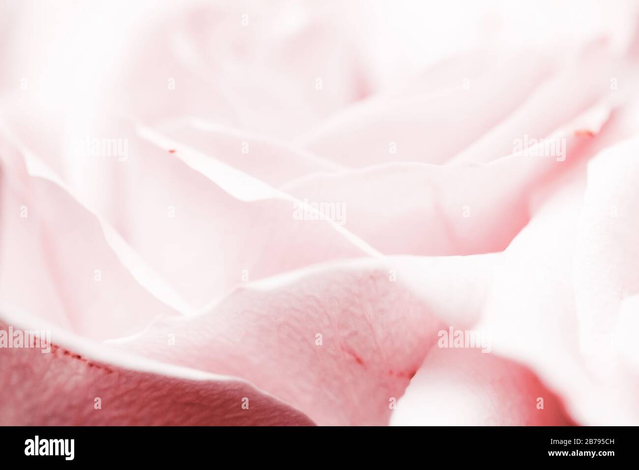 Tender rose flower in nature, floral art and botanical garden as ...