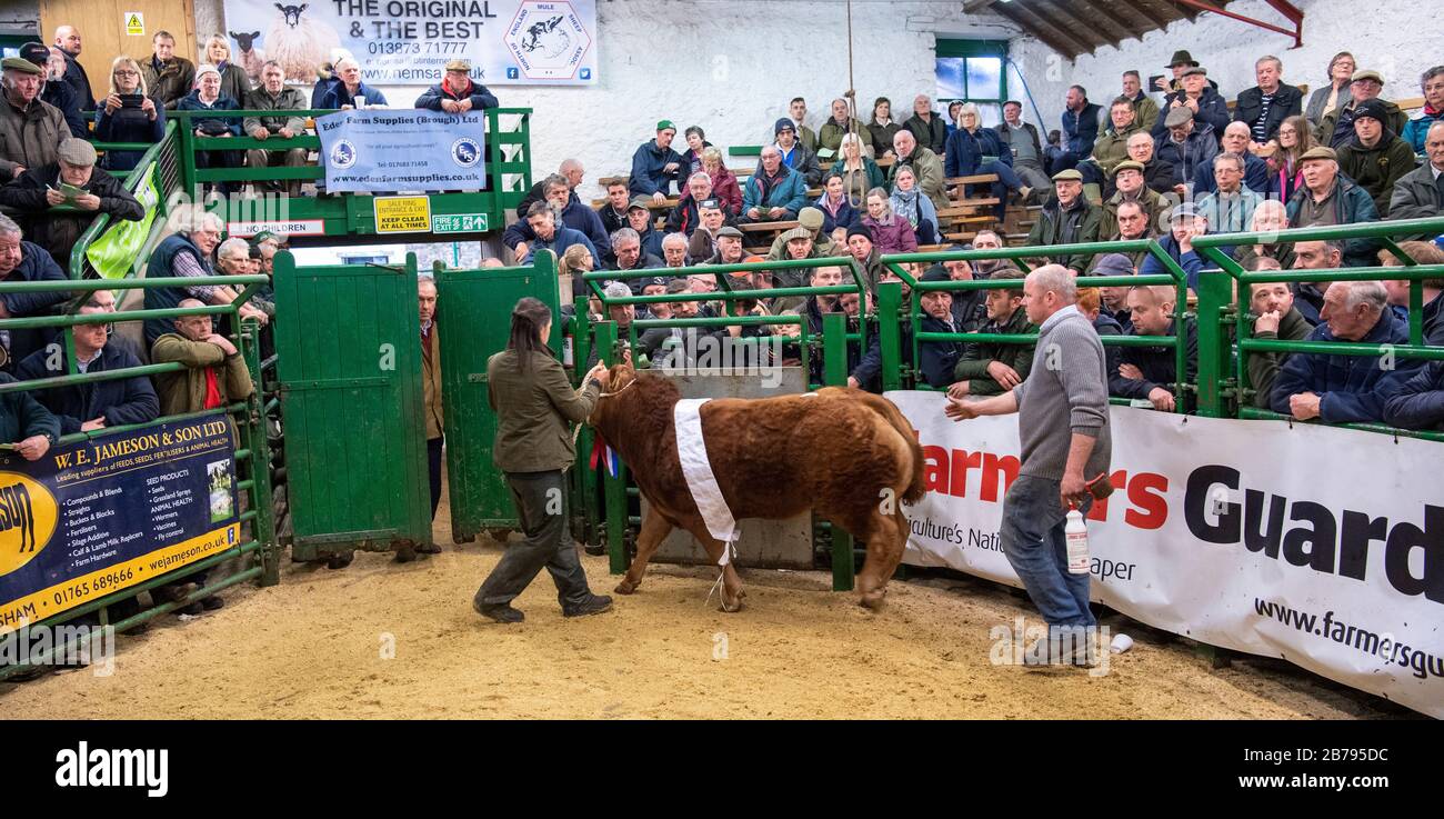 Farmers bidding cattle auction cattle hi-res stock photography and ...