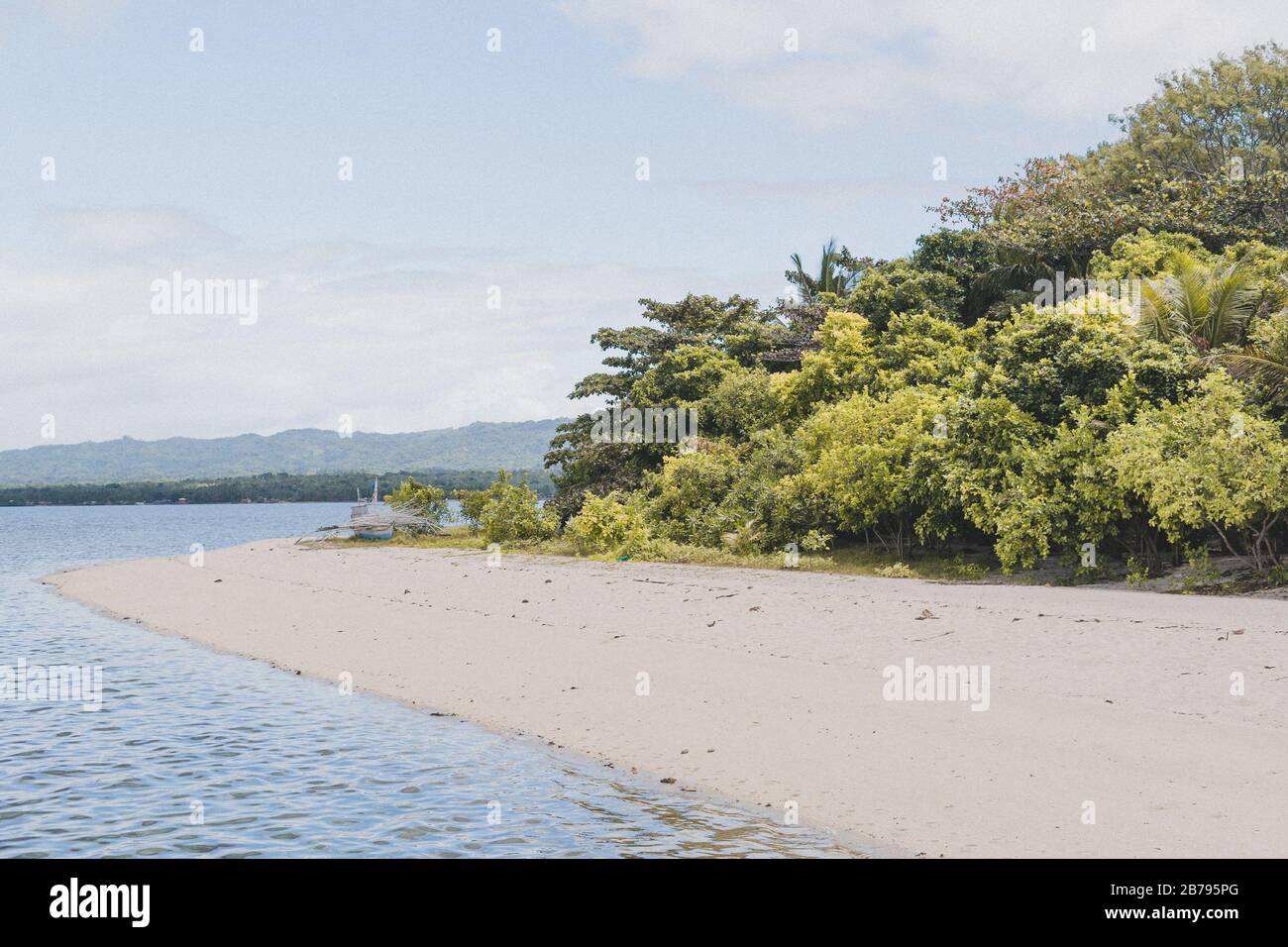 Bushes and trees growing next to each other on the beach Stock Photo ...