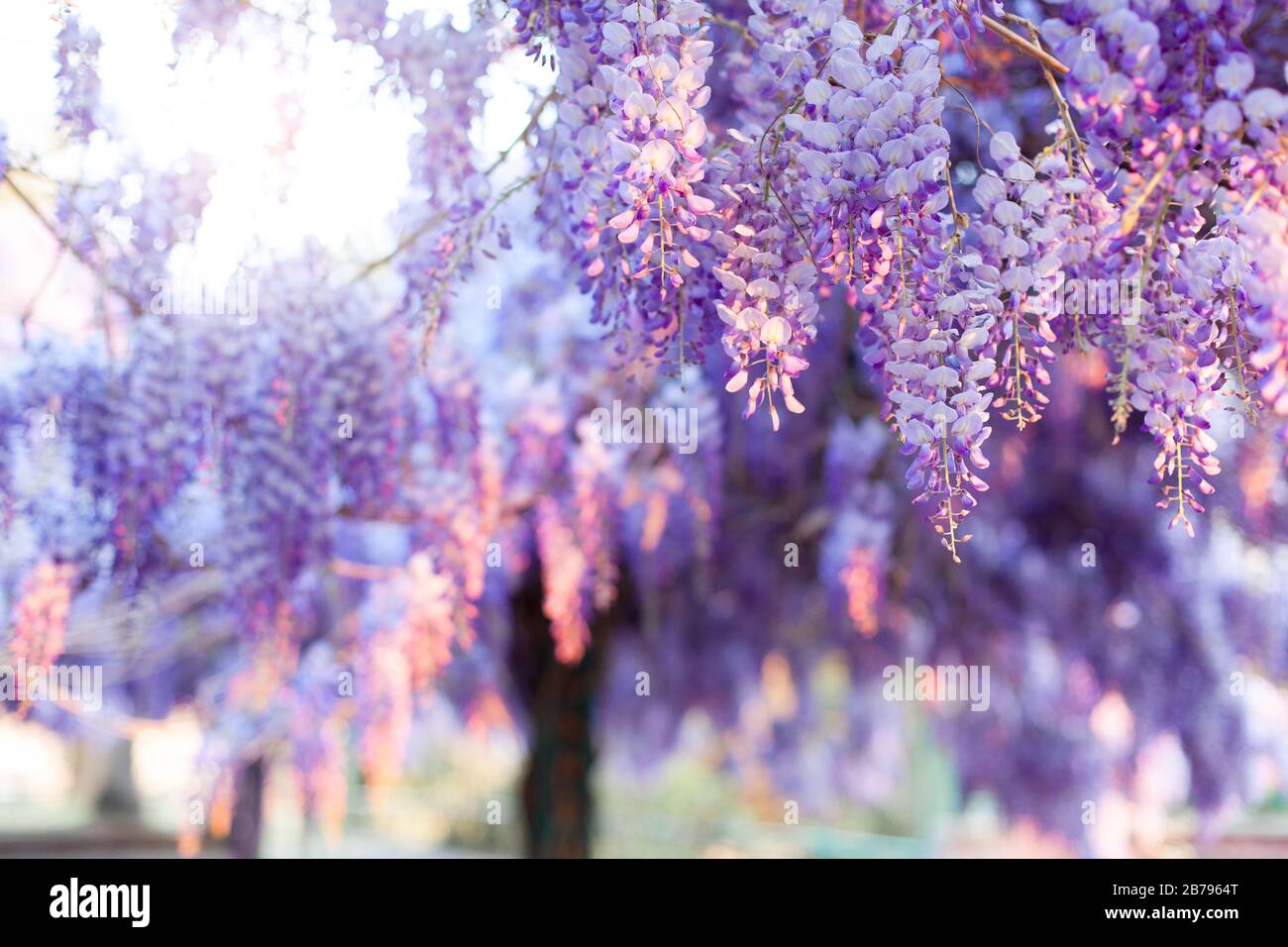 Violet Wisteria Blossom High Resolution Stock Photography and Images ...
