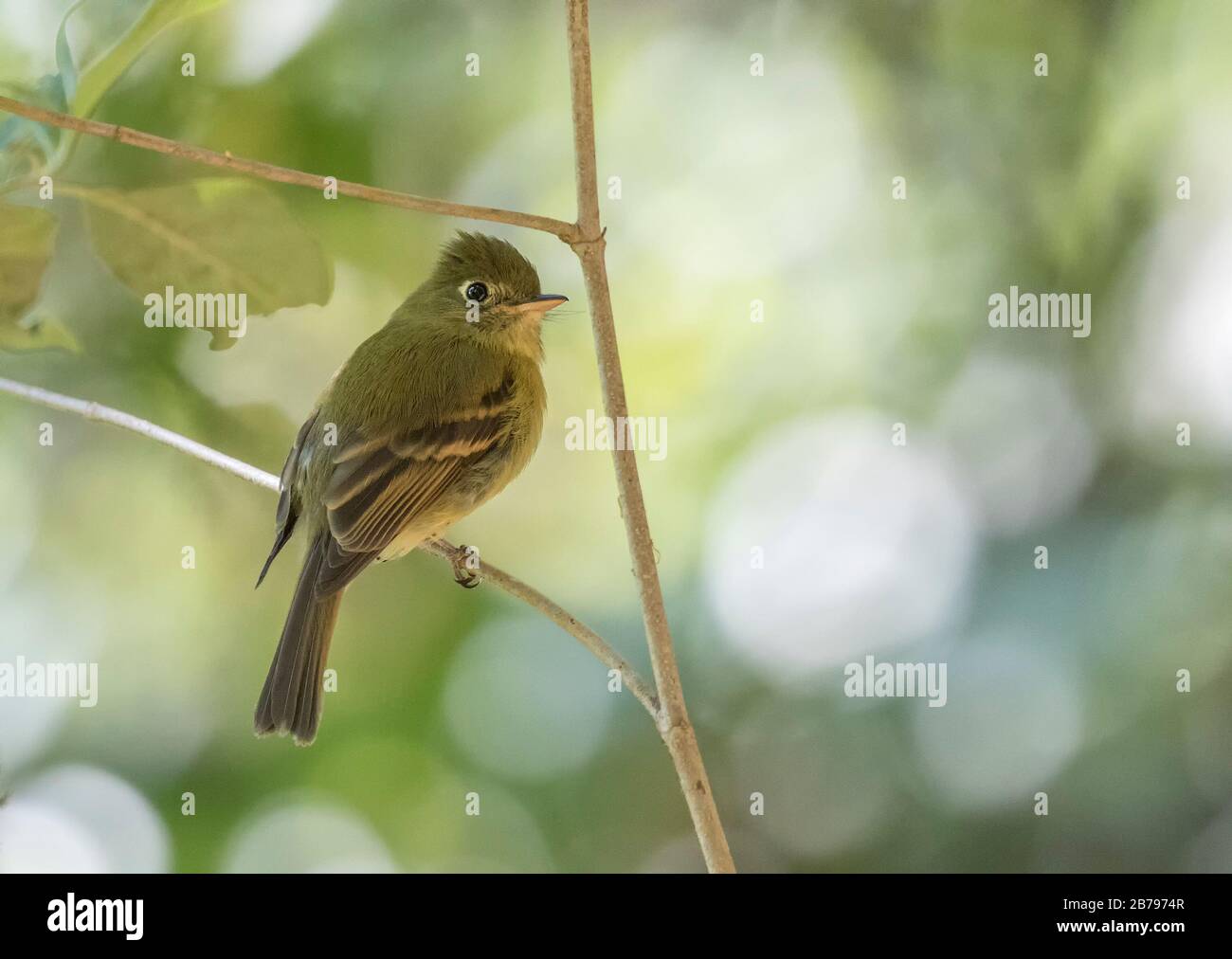 Yellowish flycatcher empidonax flavescens hi-res stock photography and ...