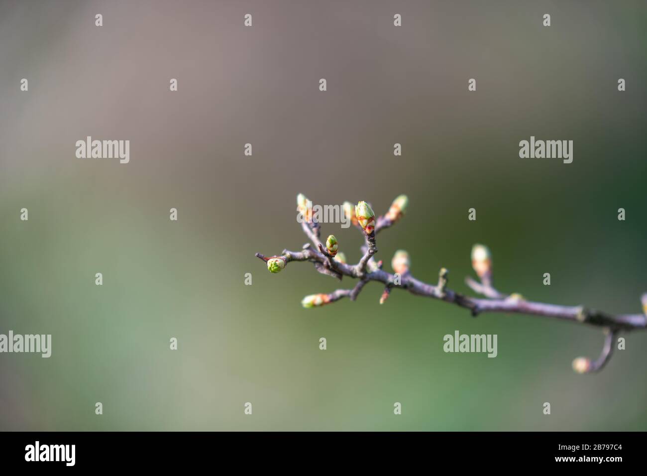 spring starts earlier on the flowers on the trees and bushes Stock ...