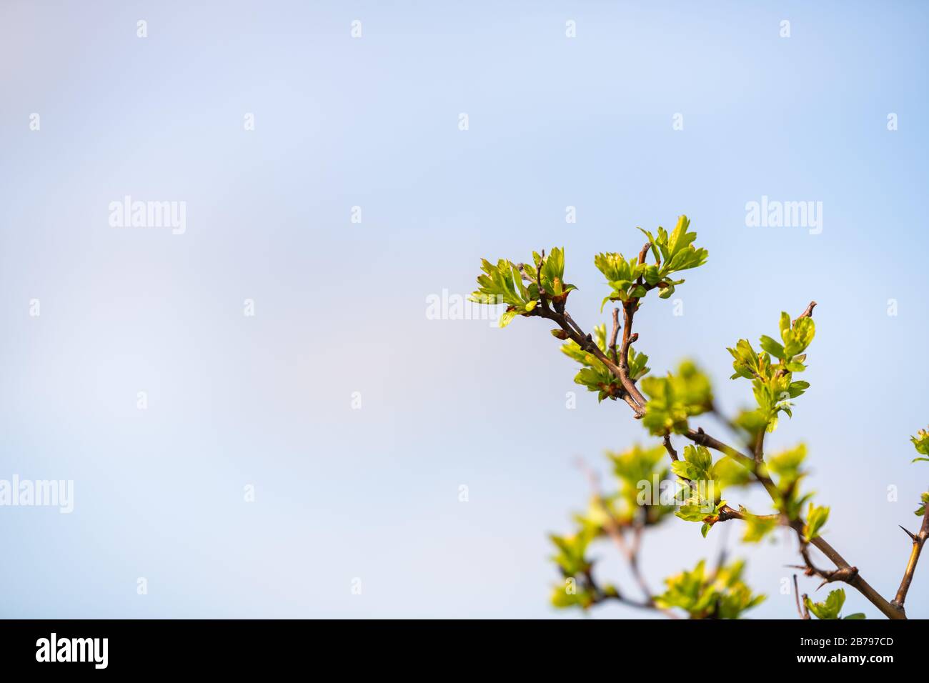 Spring starts hi-res stock photography and images - Alamy