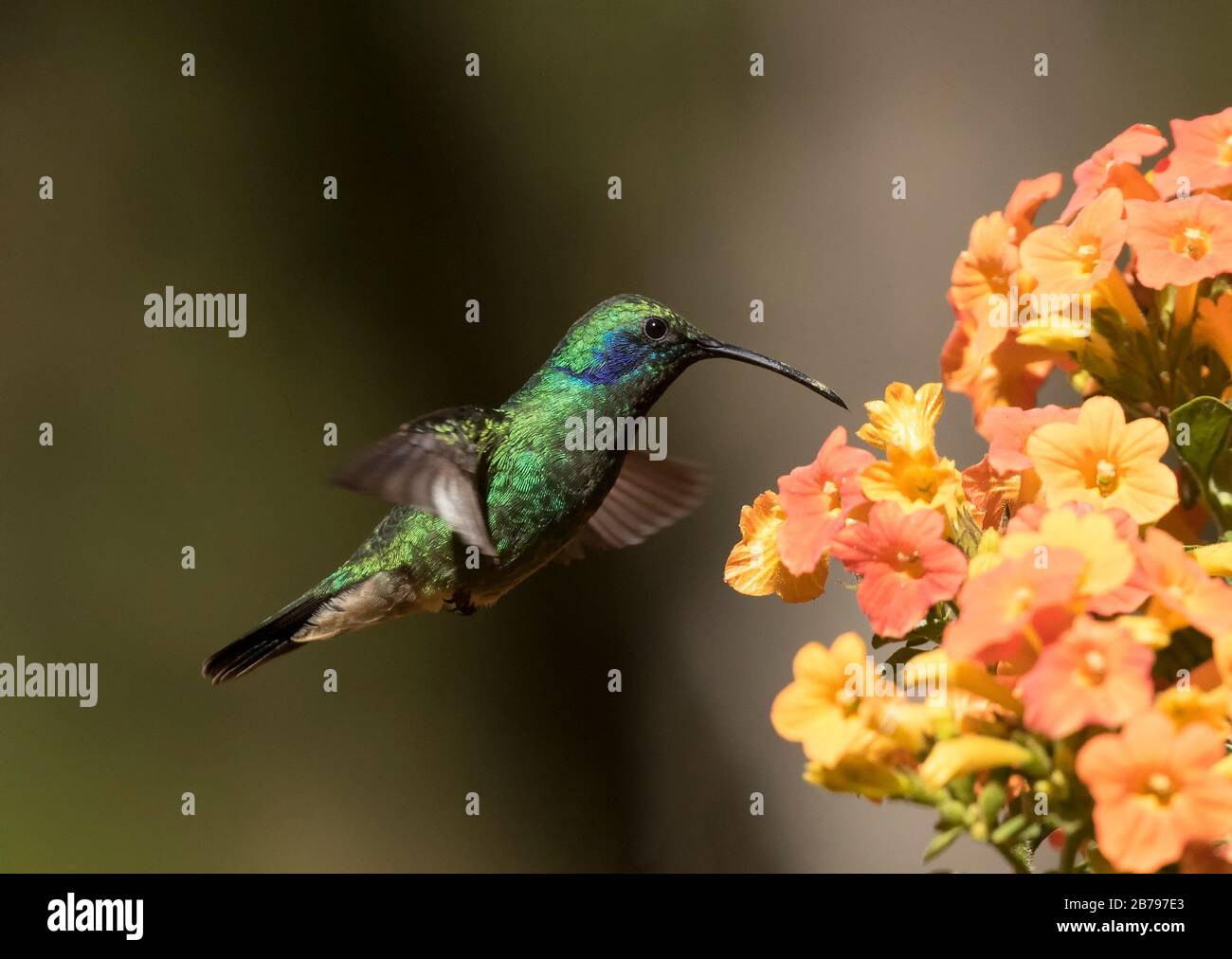 Lesser violetear hummingbird hi-res stock photography and images - Alamy