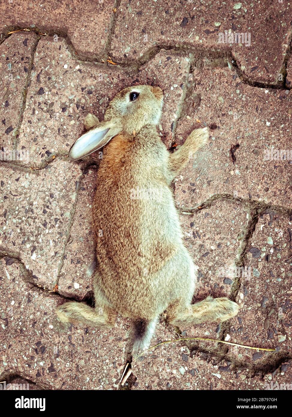 Vertical high angle shot of a fluffy rabbit lying on the concrete ...