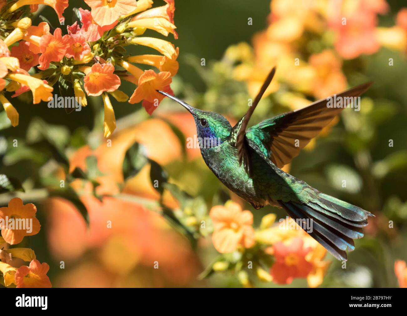 Colibri lesser violetear in hi-res stock photography and images - Alamy