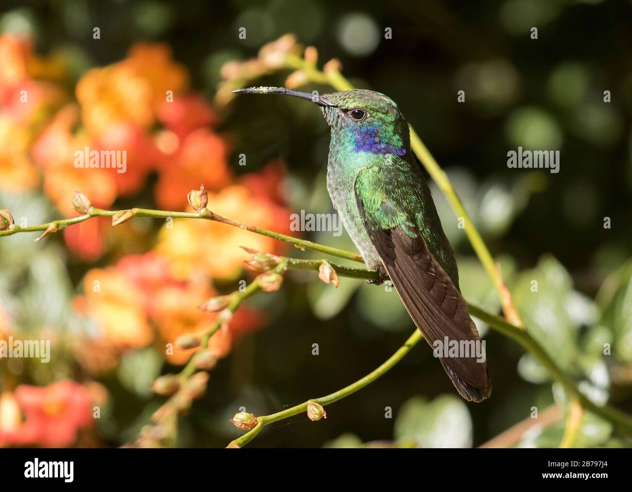 Lesser colibri hummingbird hi-res stock photography and images - Alamy