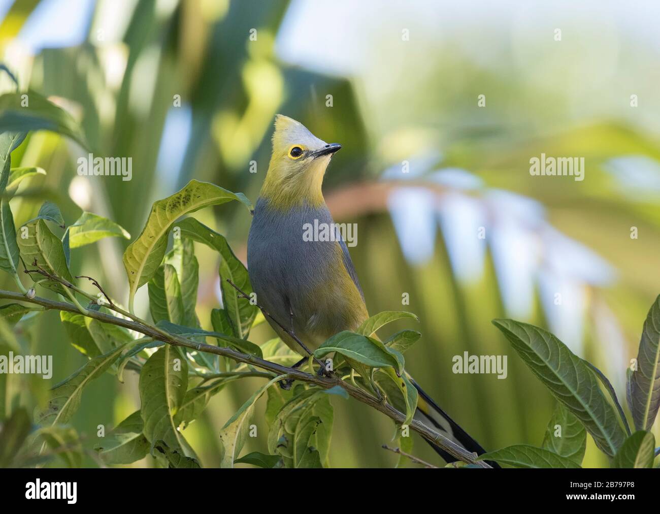 Long Tailed Silky Flycatcher High Resolution Stock Photography and ...
