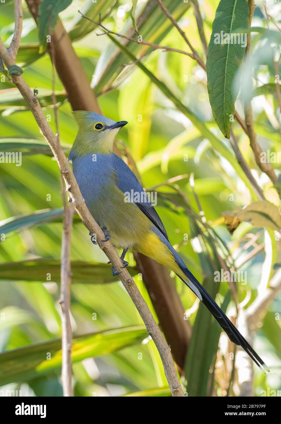 Long Tailed Silky Flycatcher High Resolution Stock Photography and ...