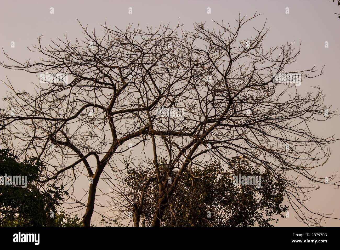 A picture of tree Stock Photo - Alamy