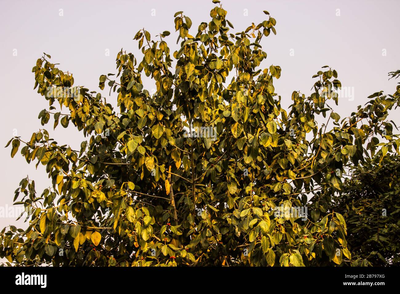 A picture of tree Stock Photo - Alamy