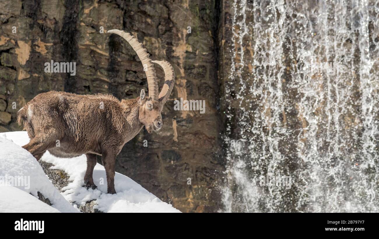 Alpine ibex near the artificial dam with waterfall (Capra ibex Stock ...