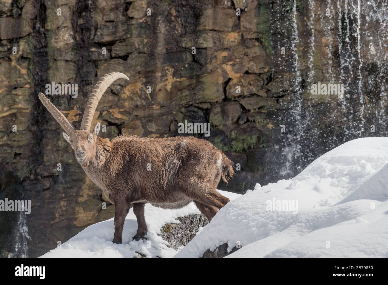 Alpine ibex near the artificial dam with waterfall (Capra ibex Stock ...
