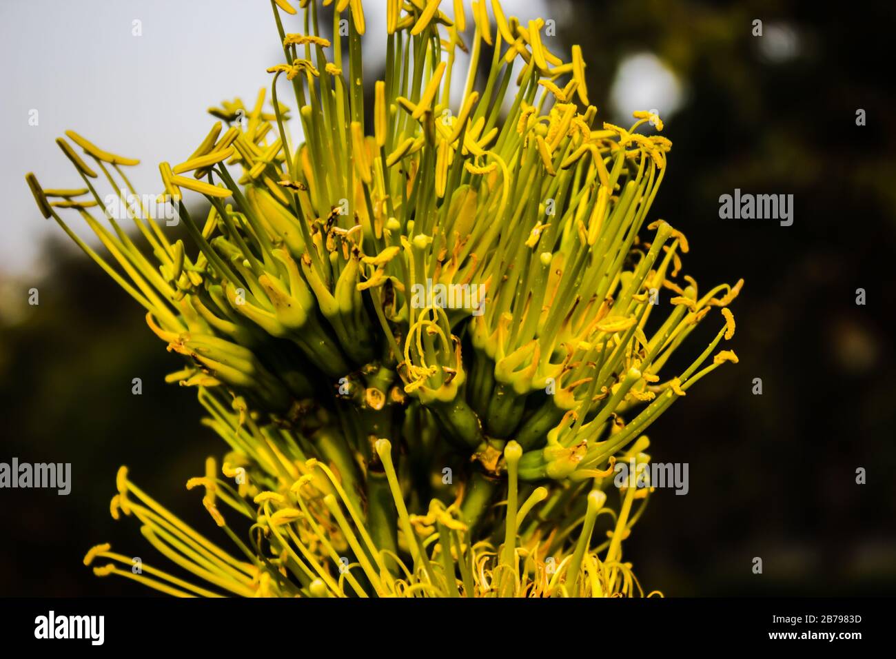 A picture of tree Stock Photo - Alamy