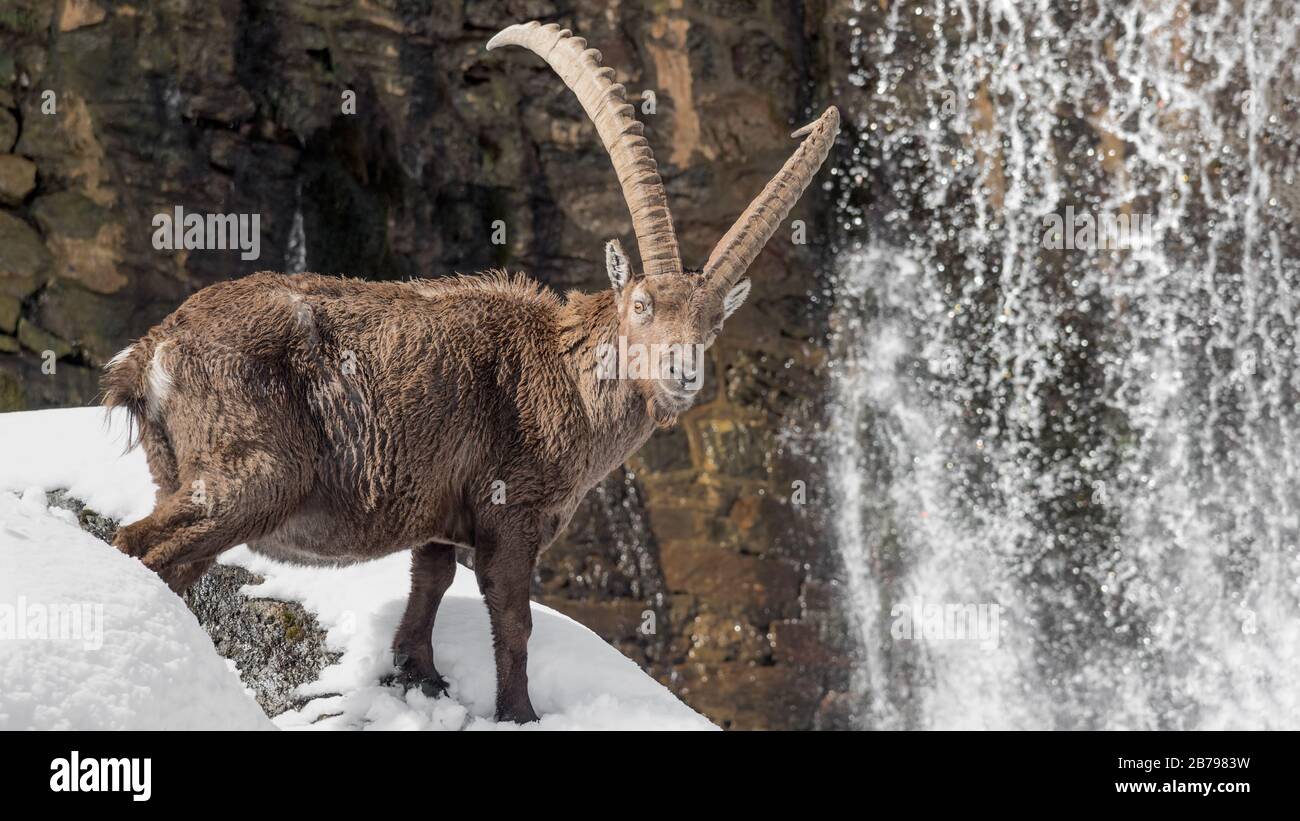 Alpine ibex near the artificial dam with waterfall (Capra ibex Stock ...