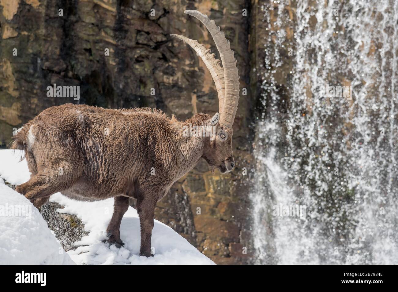 Alpine ibex near the artificial dam with waterfall (Capra ibex Stock ...
