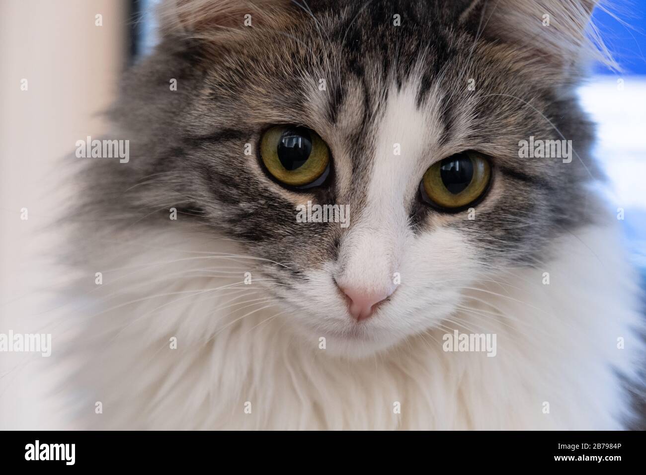 Long haired creature hi-res stock photography and images - Alamy