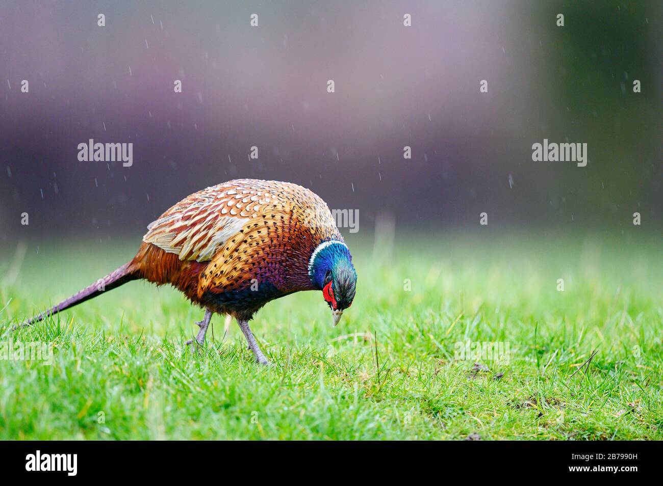 Pheasant, (Phasianus colchicus), Brine Pit lane, Wychbold ...