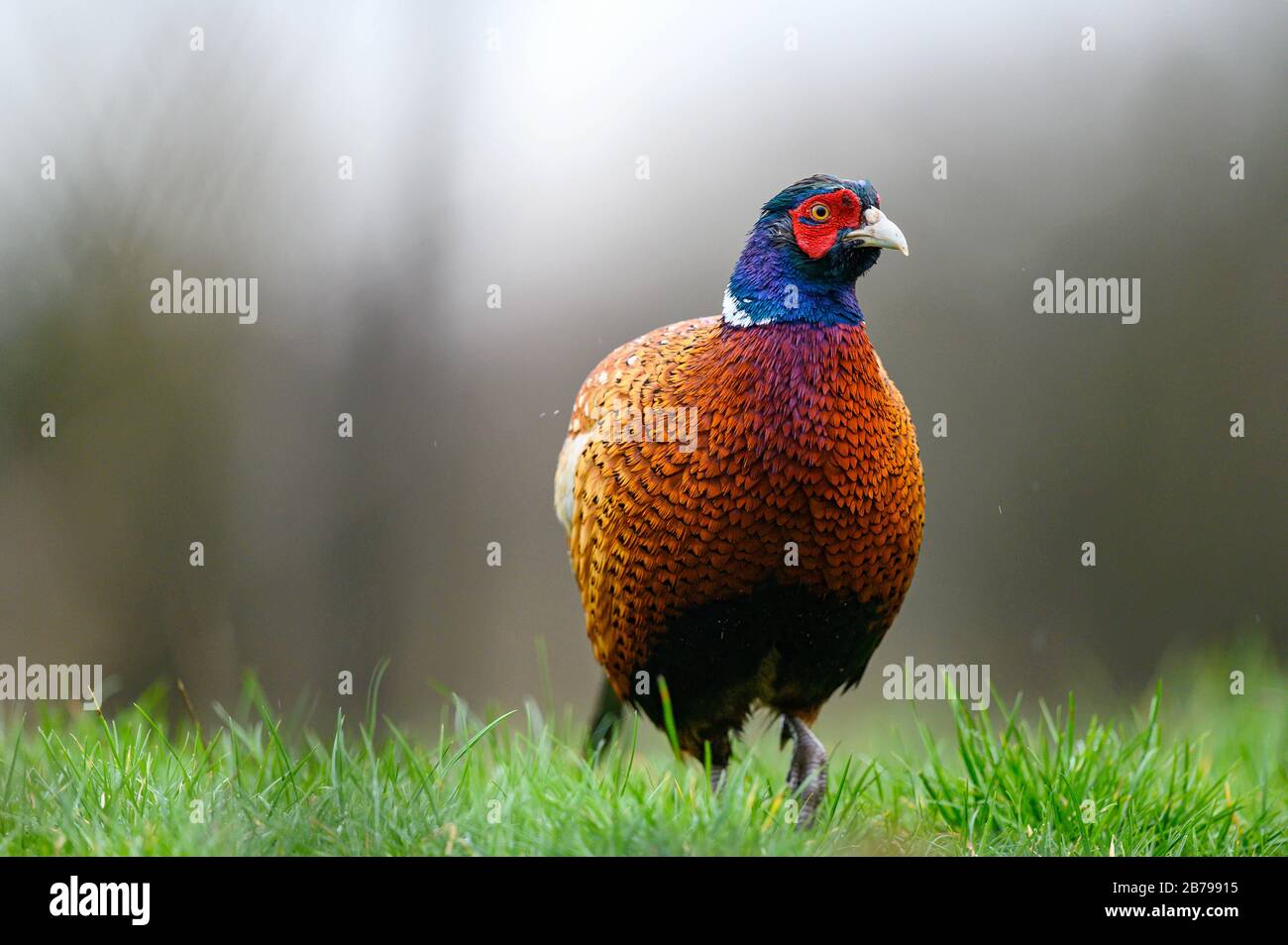 Pheasant lane hi-res stock photography and images - Alamy
