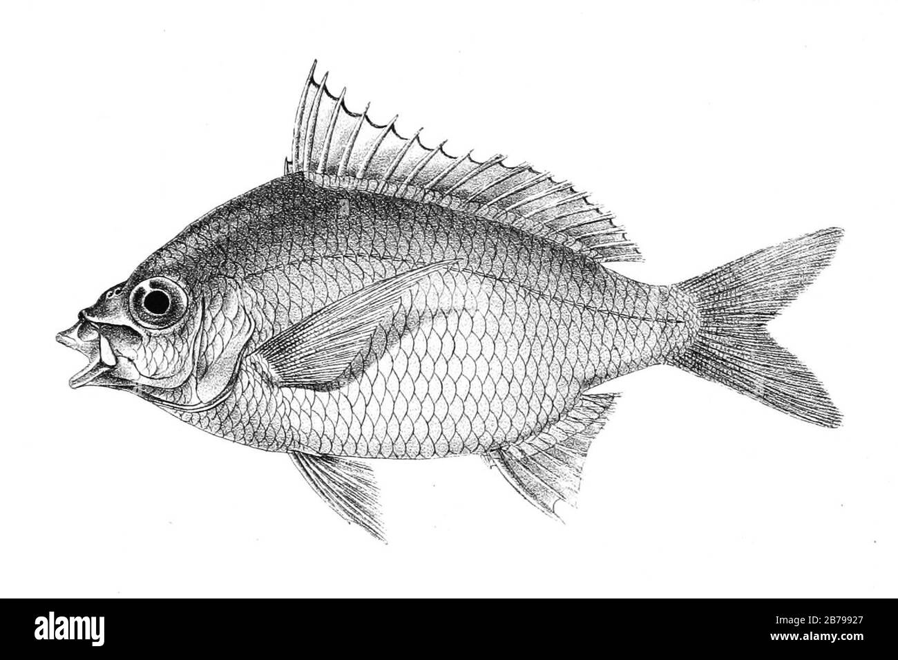 Gerres hi-res stock photography and images - Alamy