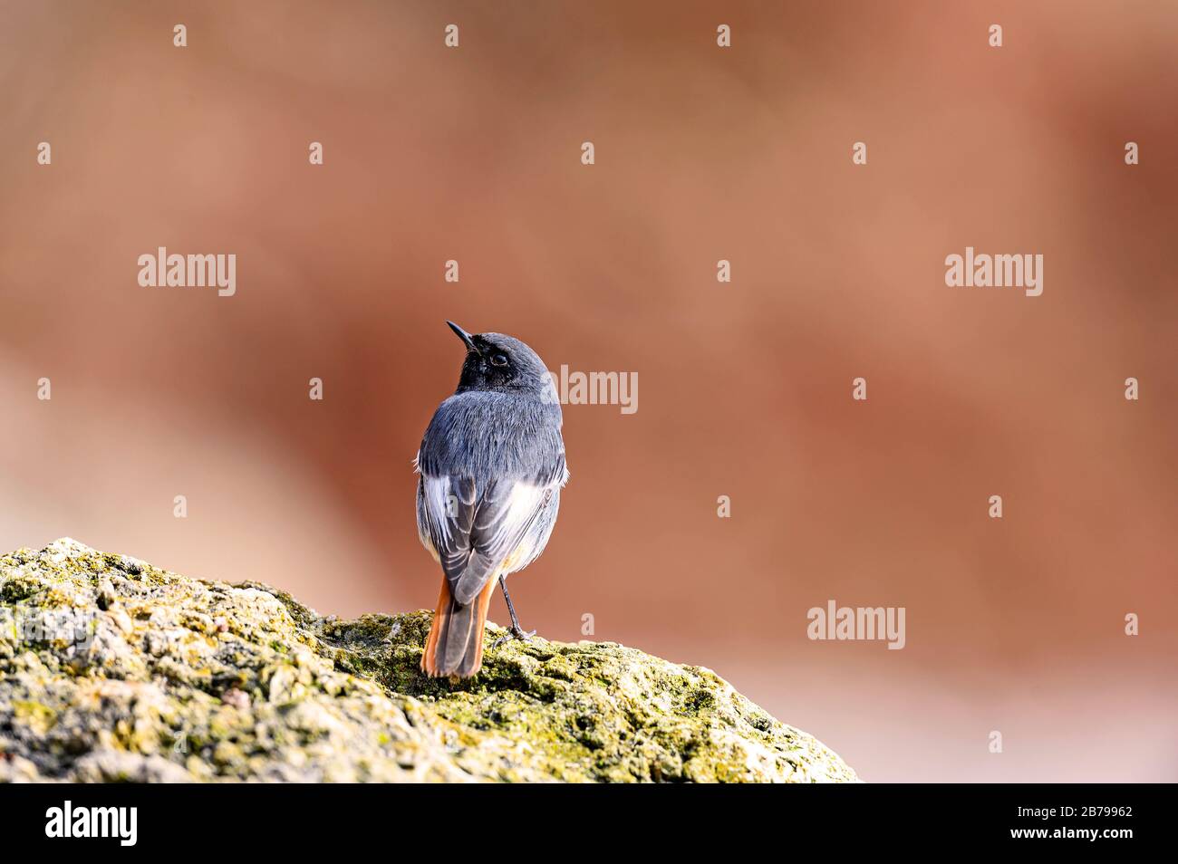 Black redstart, (Phoenicurus ochruros), Seaton Hole, Devon Stock Photo ...