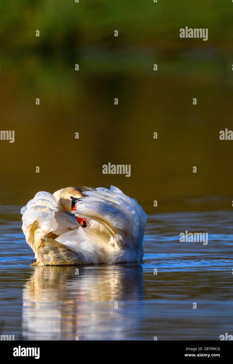 Turf locks hi-res stock photography and images - Alamy